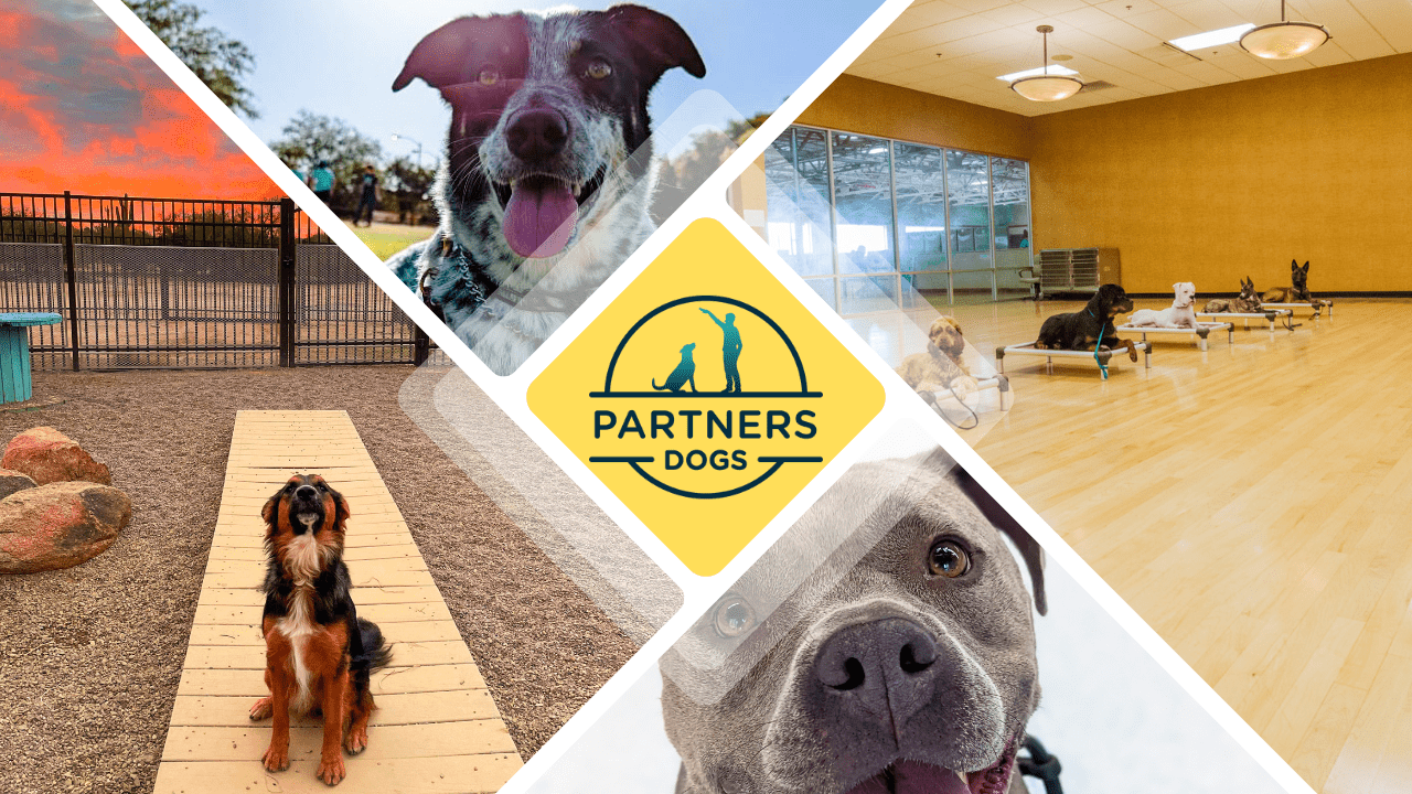 Partners Dogs Promotions | Packages and Bundles